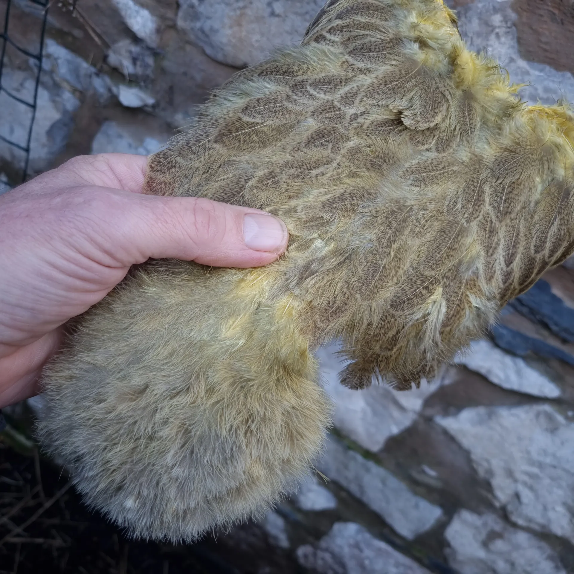 Whiting Brahma Hen Soft Hackle with Chickabou in Mottled Pale Yellow B