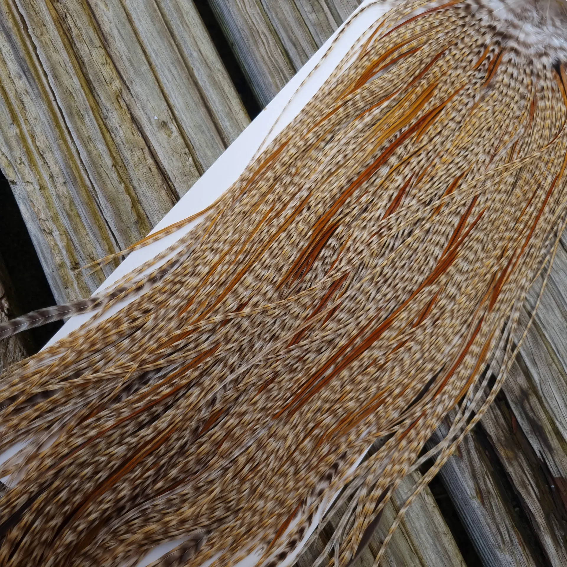 Whiting Heritage Hackles Rooster Saddle in Mixed Colours C Dun Cree ...
