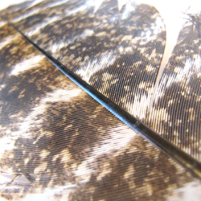 Ozark Oak Mottled Turkey Quill
