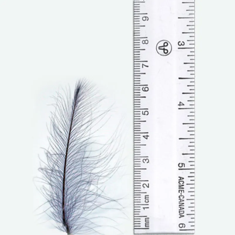 Lakeland Jumbo Extra Select Duck CDC